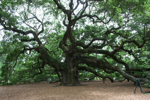 I 5 alberi viventi più antichi del mondo